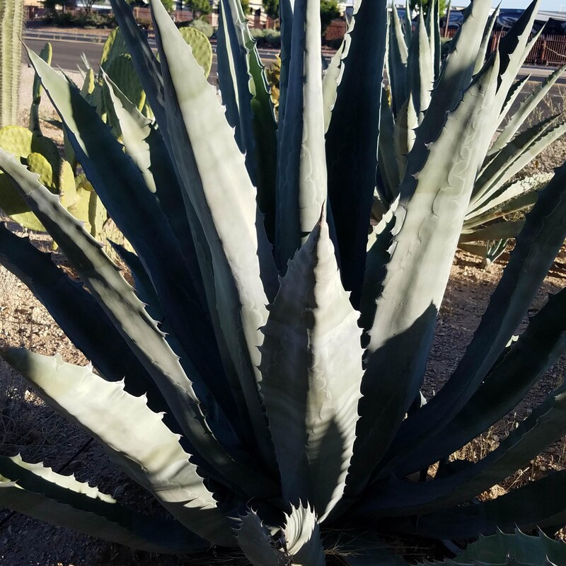 Blue Agave - Etsy