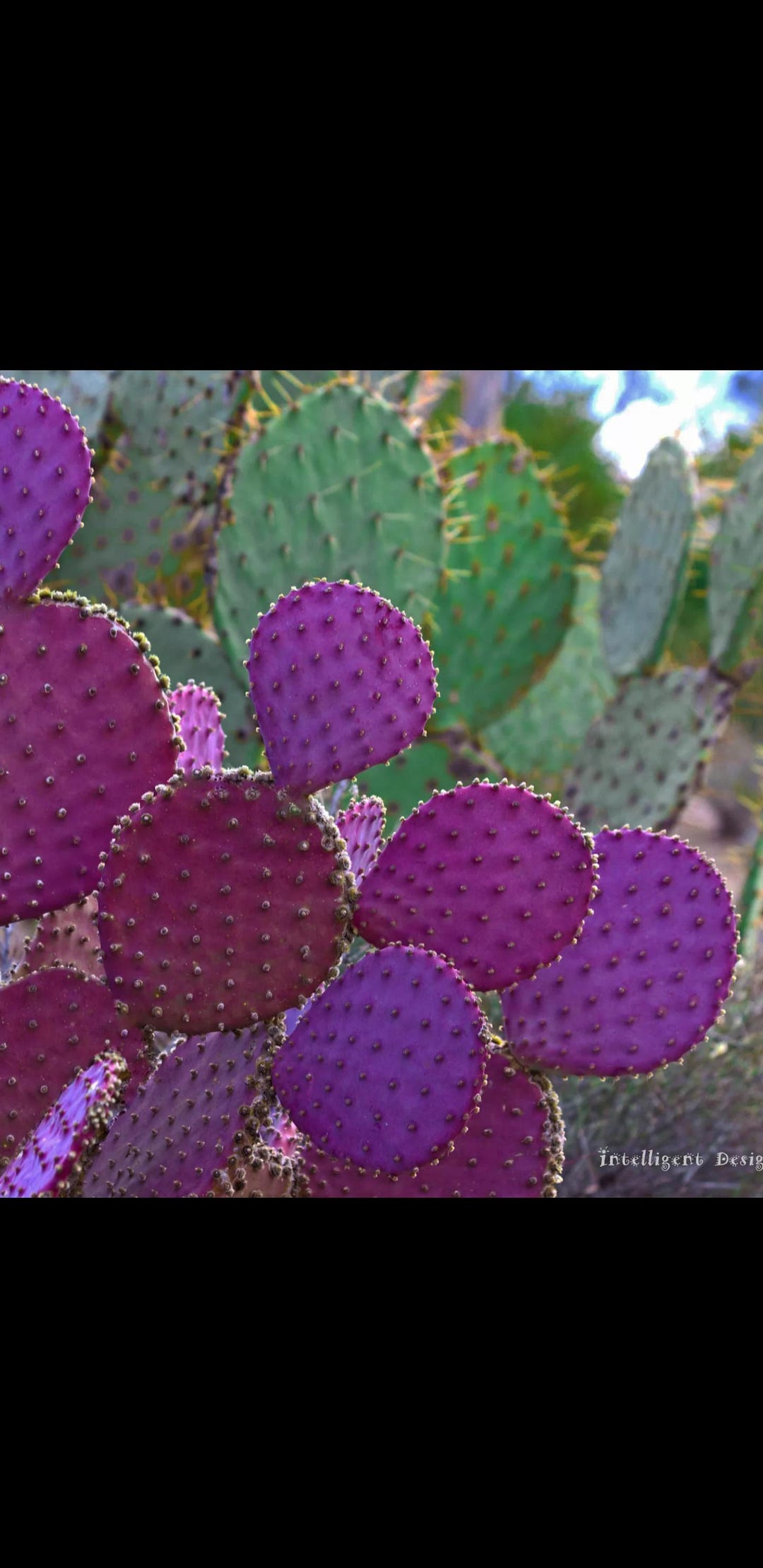 1 - Purple Prickly Pear Pad - Etsy