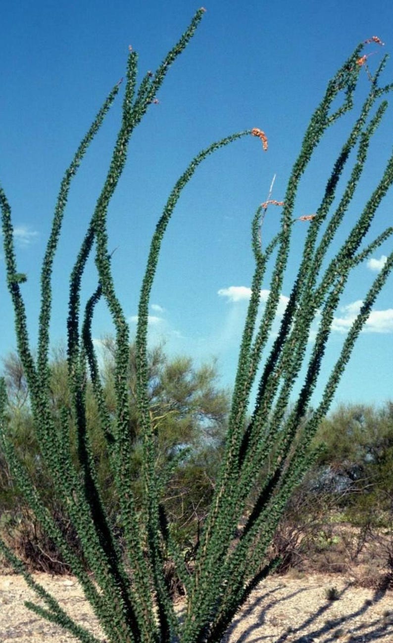 9 Qty - 6 Inch Ocotillo Cuttings - Etsy