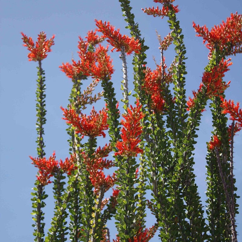 Faux Desert Plants - Etsy
