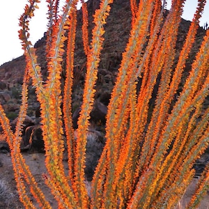 Six 6 Inch Ocotillo Cuttings - Etsy