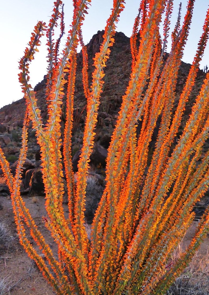 Six 6 Inch Ocotillo Cuttings - Etsy
