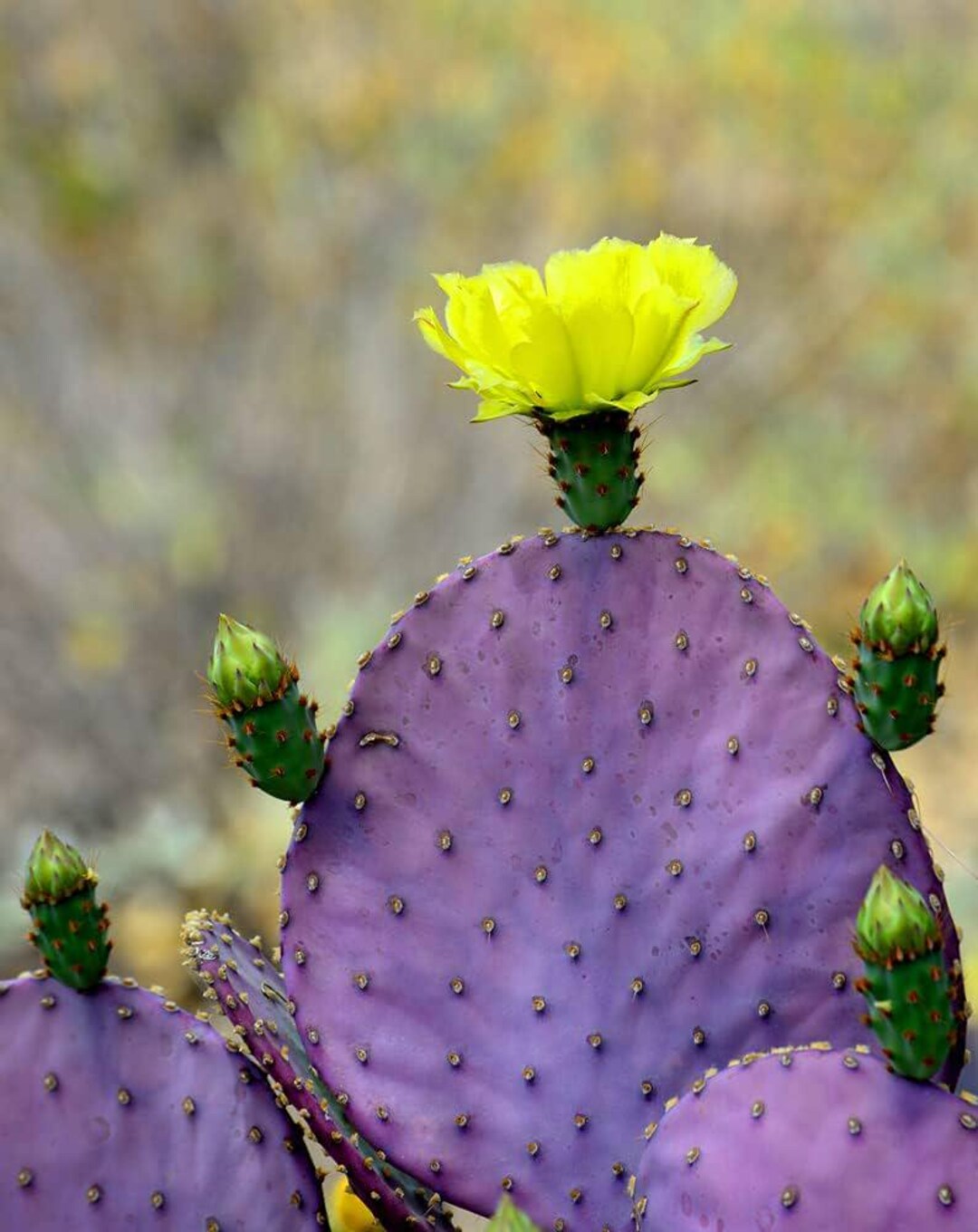 3 - Purple Prickly Pear Pads - Etsy