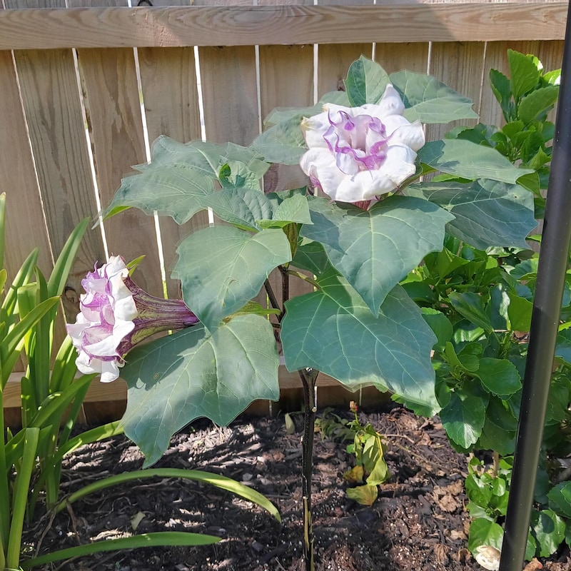 Exotic Datura - Etsy