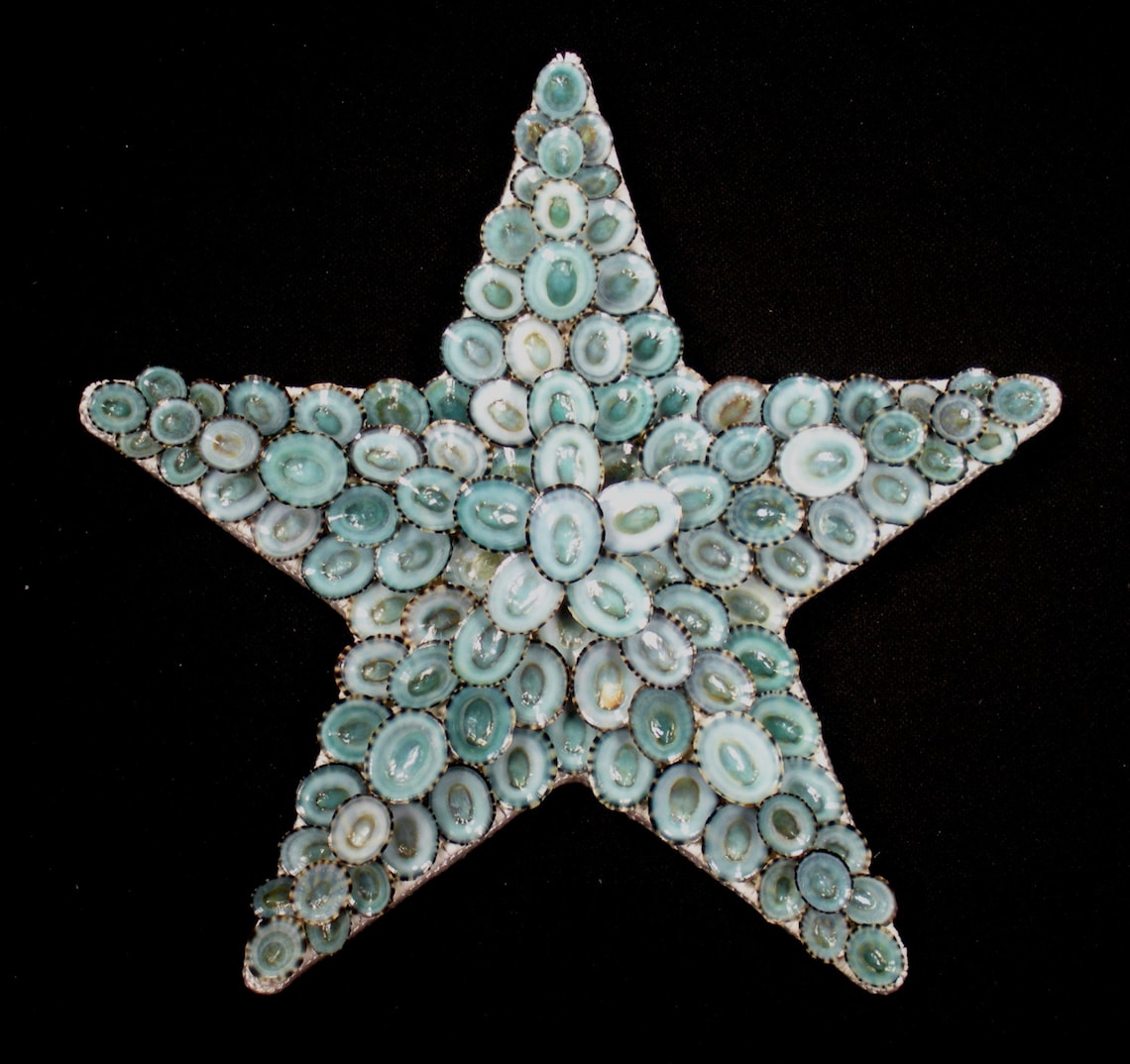 Sea Shell Star Covered in Limpet Shells. - Etsy