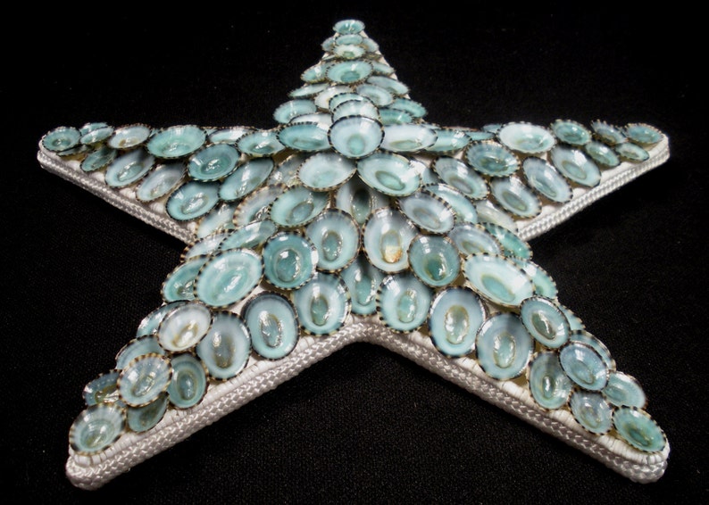 Sea Shell Star Covered in Limpet Shells. - Etsy