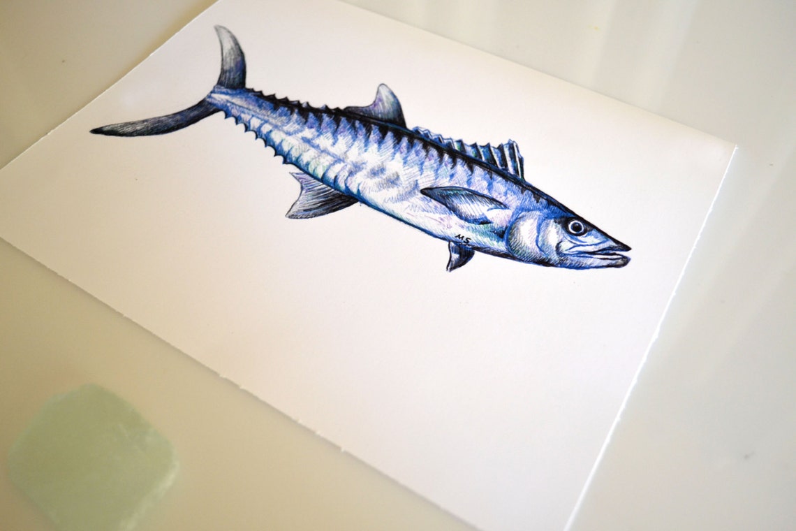 Kingfish Drawing Fish Art Print Fishing Gift 8 X - Etsy