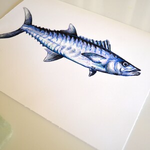 Kingfish Drawing - Fish Art Print - Fishing Gift - 8 X 10" Giclee Print ...