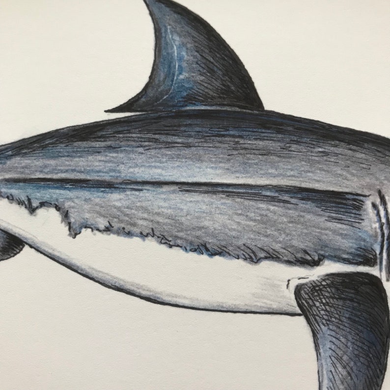 Great White Shark Art Print Shark Ink Drawing Giclee Print - Etsy