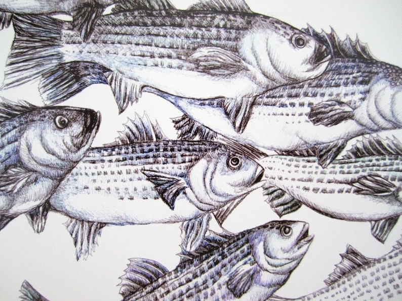 Striped Bass Fish Art Print Fish Illustration Giclee Print - Etsy