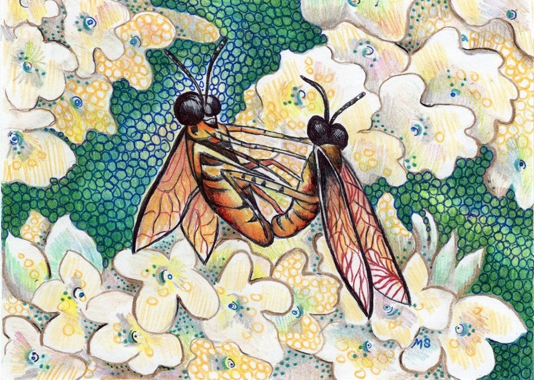 Fly Love - Insect Art- Bug Drawing - Hydrangeas - Color Pencil and Pen ...
