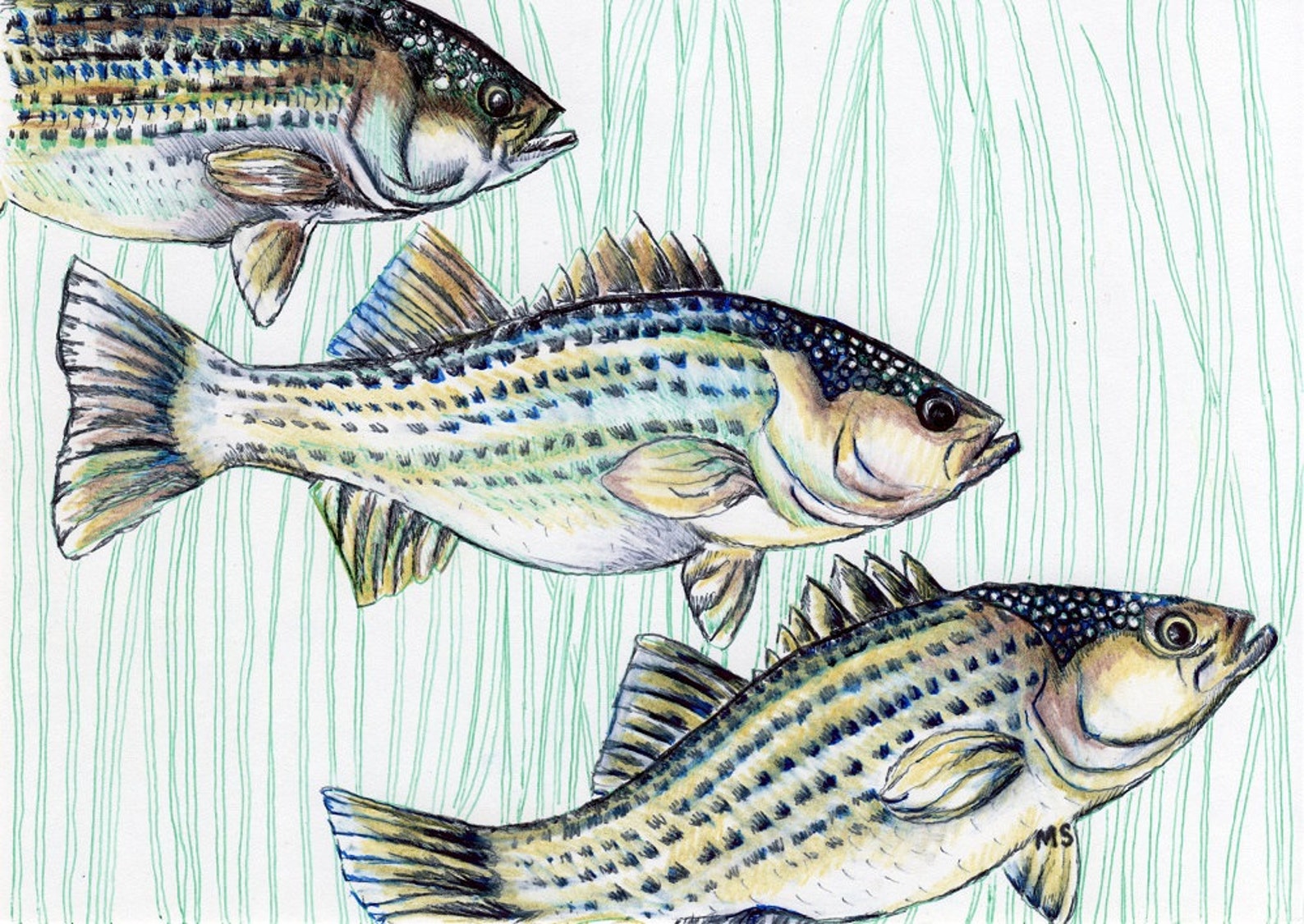Bass Fish Art Fish Illustration Nautical Art Pen and Ink - Etsy