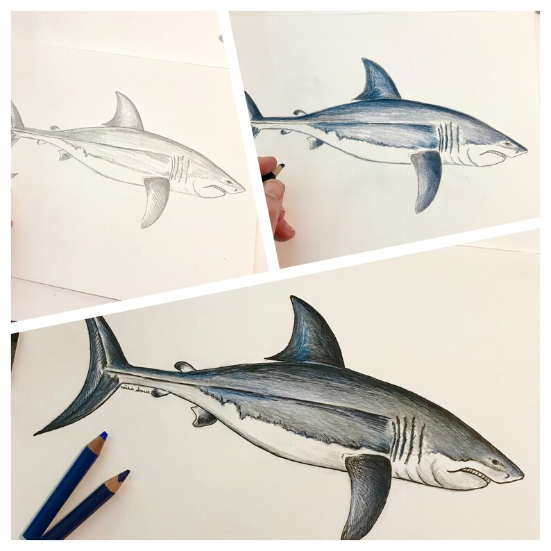 Great White Shark Art Print Shark Ink Drawing Giclee Print - Etsy