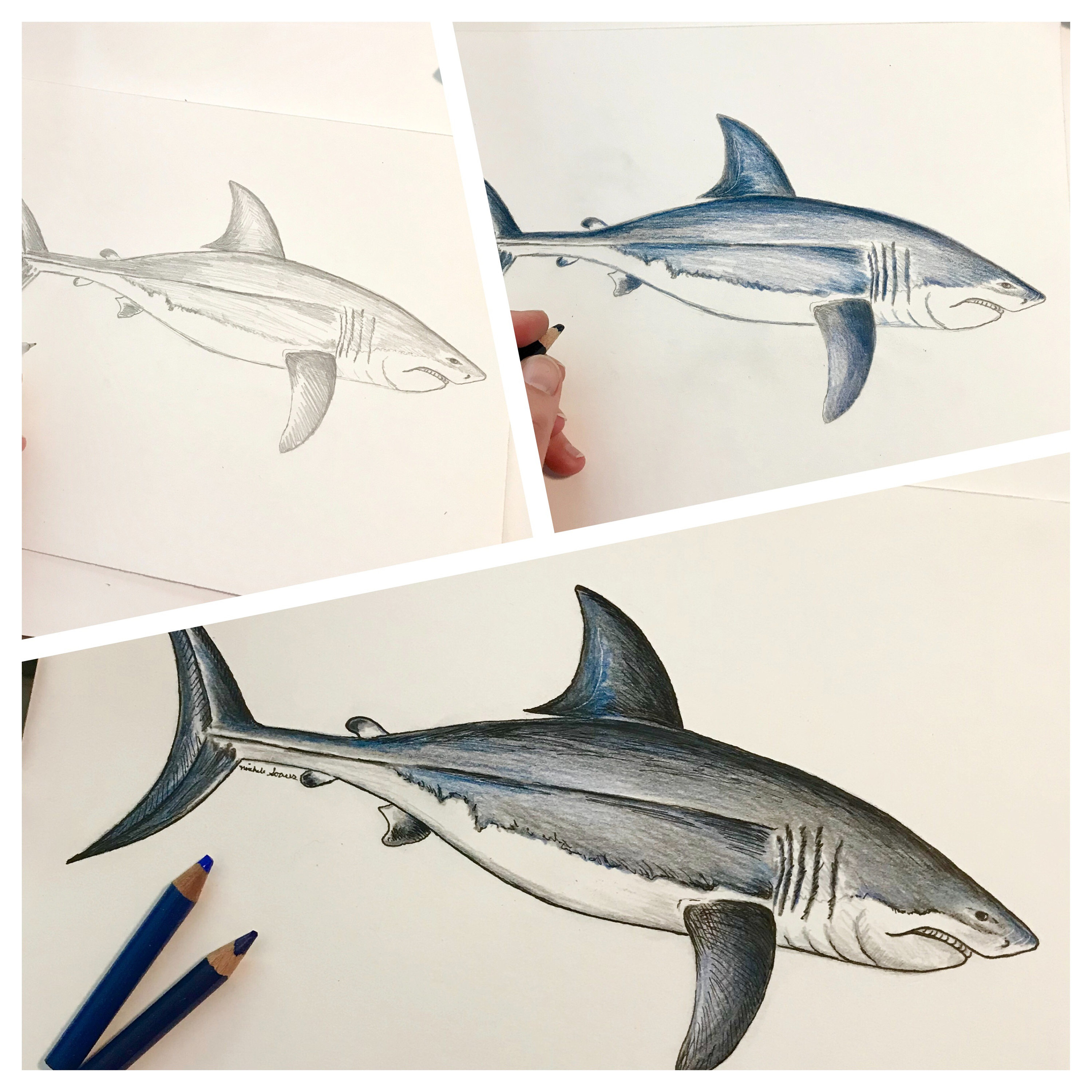 Great White Shark Art Print Shark Ink Drawing Giclee Print | Etsy