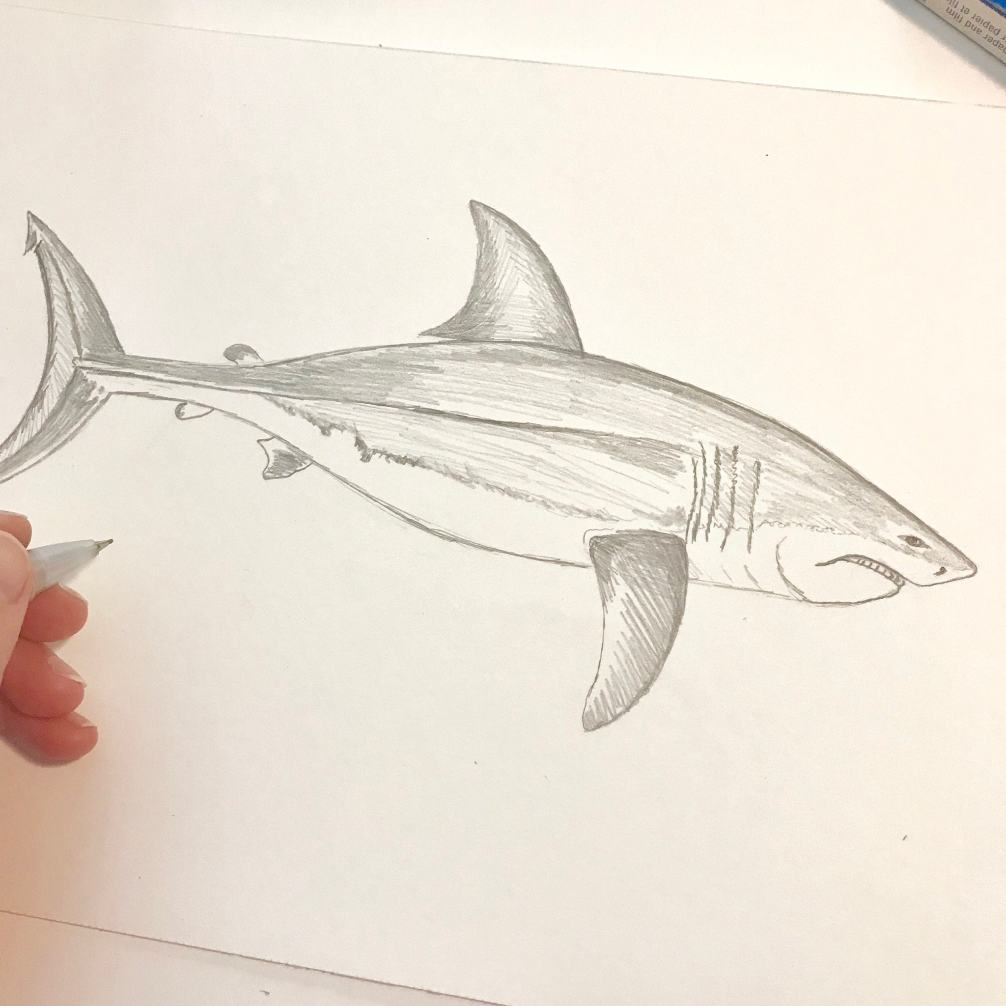 Simple Great White Shark Drawing