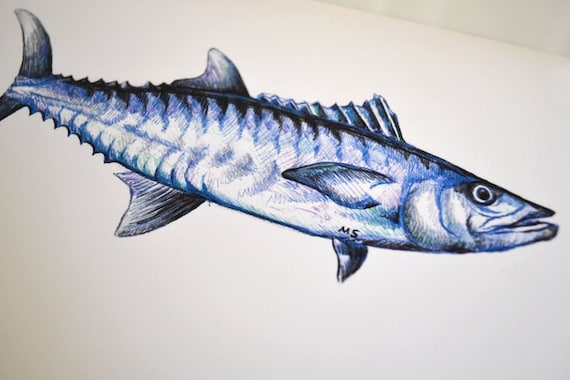 Kingfish Drawing Fish Art Print Fishing Gift 8 x | Etsy