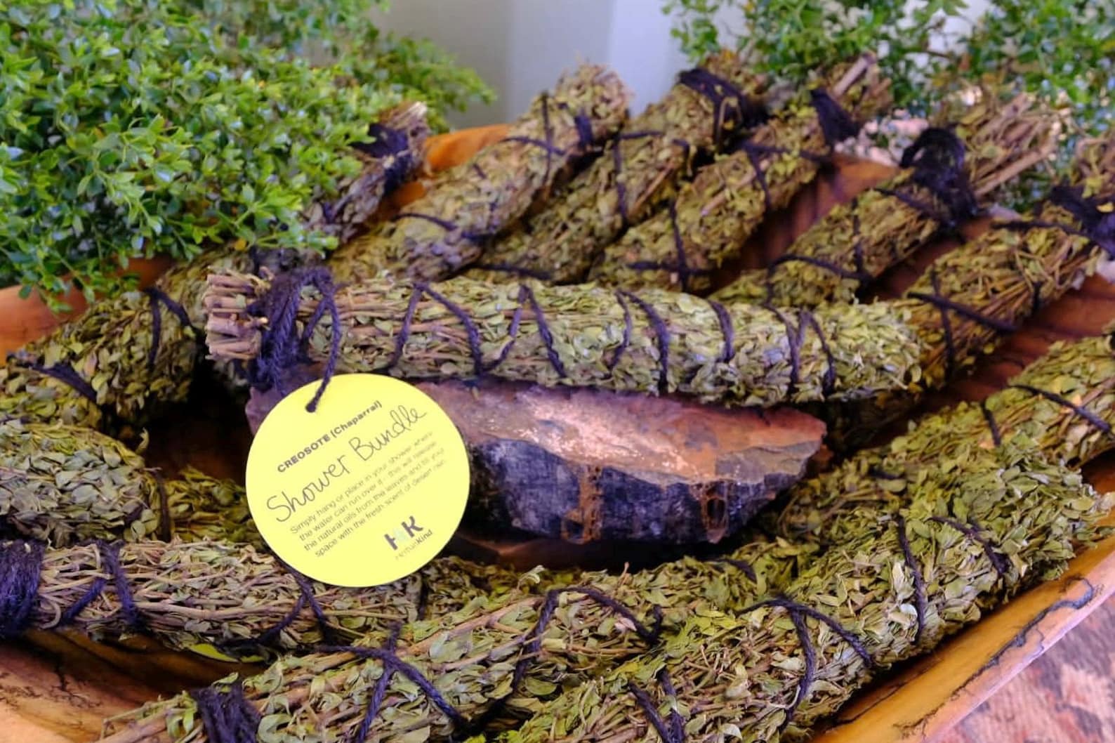 Fresh Gift of Desert Rain Shower Bundle Creosote Plant (chaparral ...
