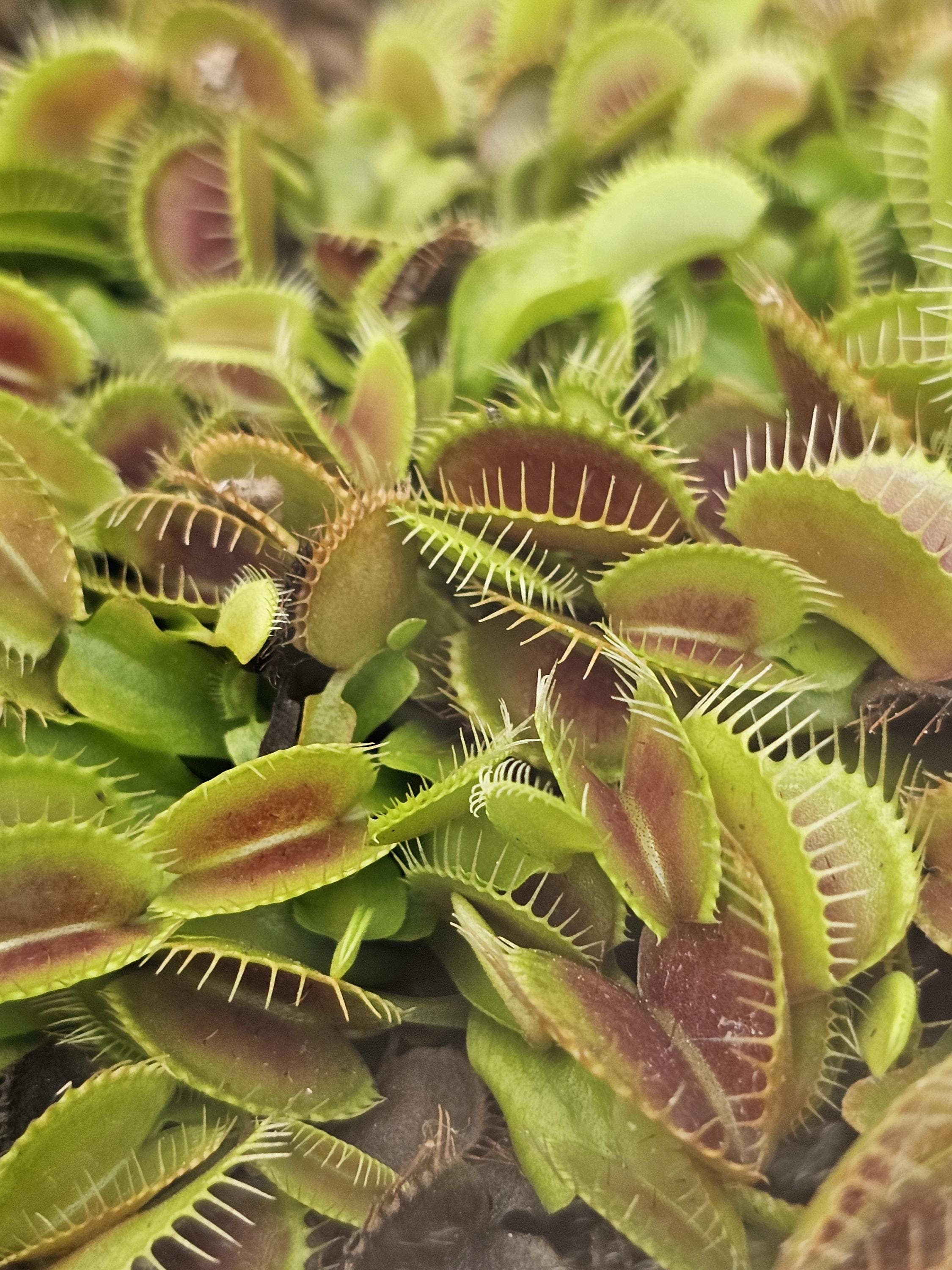 Venus Flytrap Close-up Photography | Botanical Macro Print ...