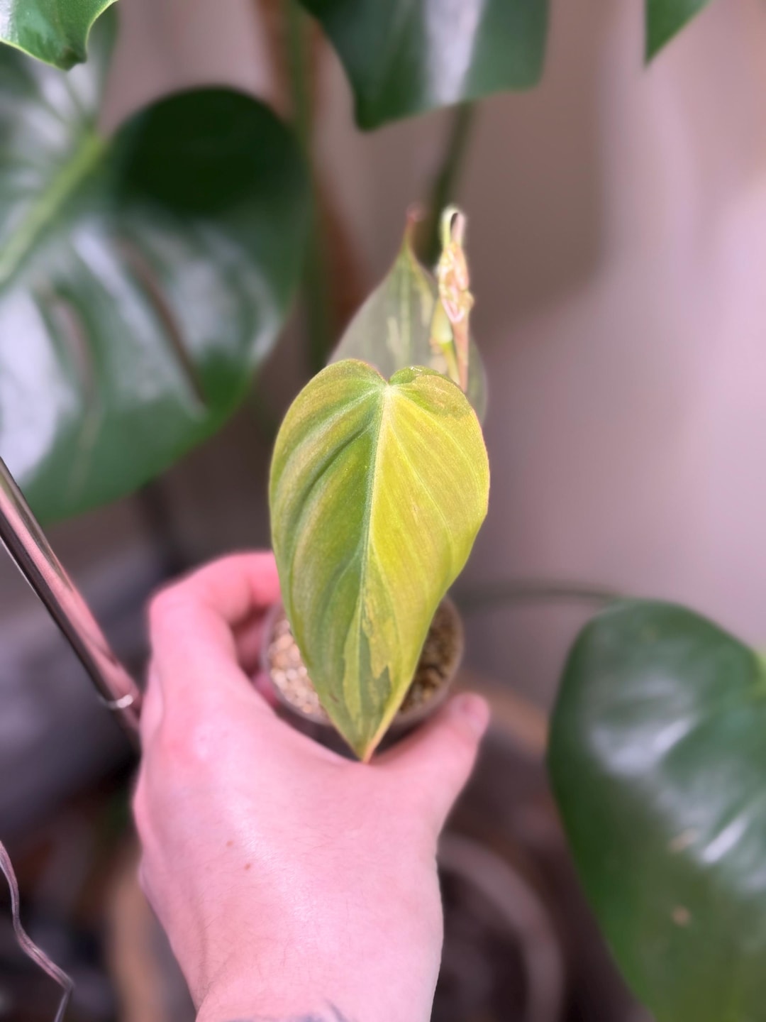 Philodendron Variegated Micans - Etsy