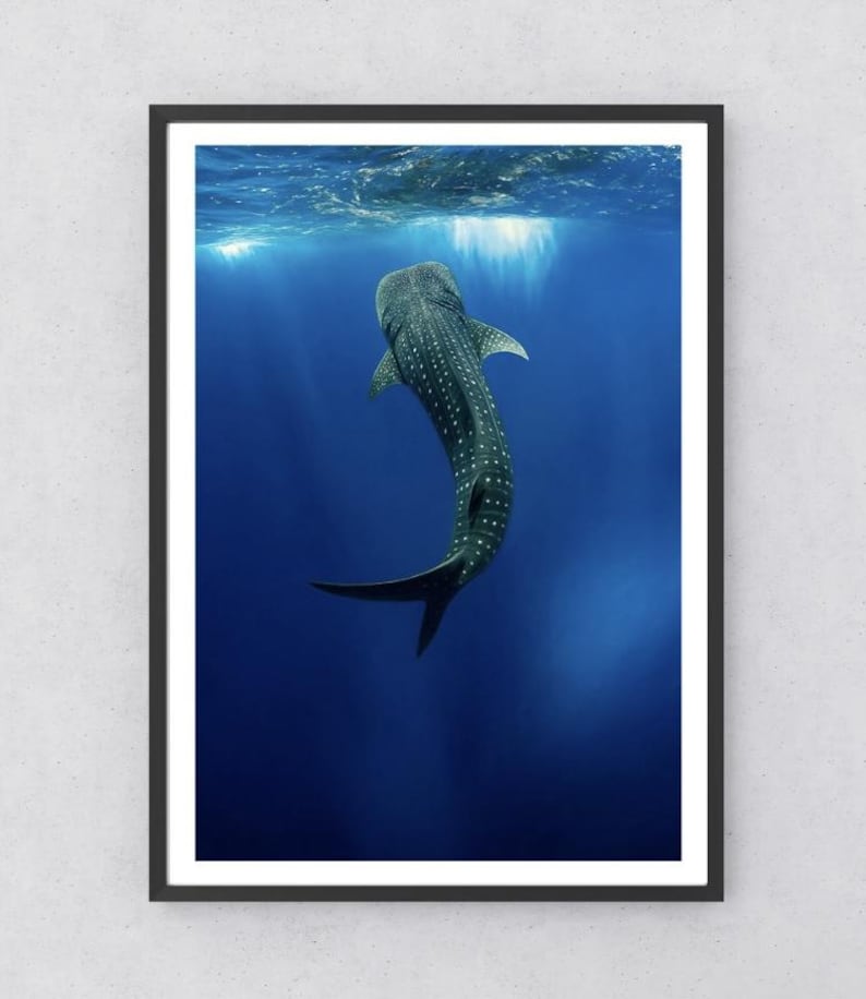 Whale Shark Poster | Marine Ocean Poster | Underwater Wall Decor ...