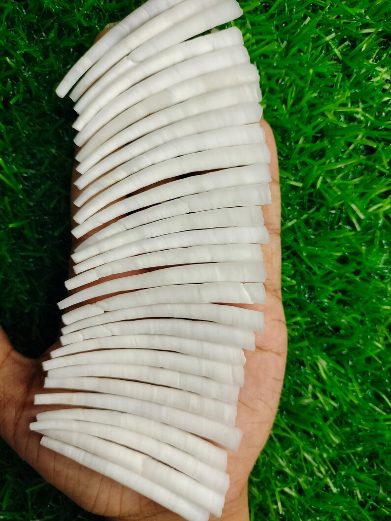 Smooth Dentalium Shells (2-2.2 Inches): Natural Seashell Collection - Etsy