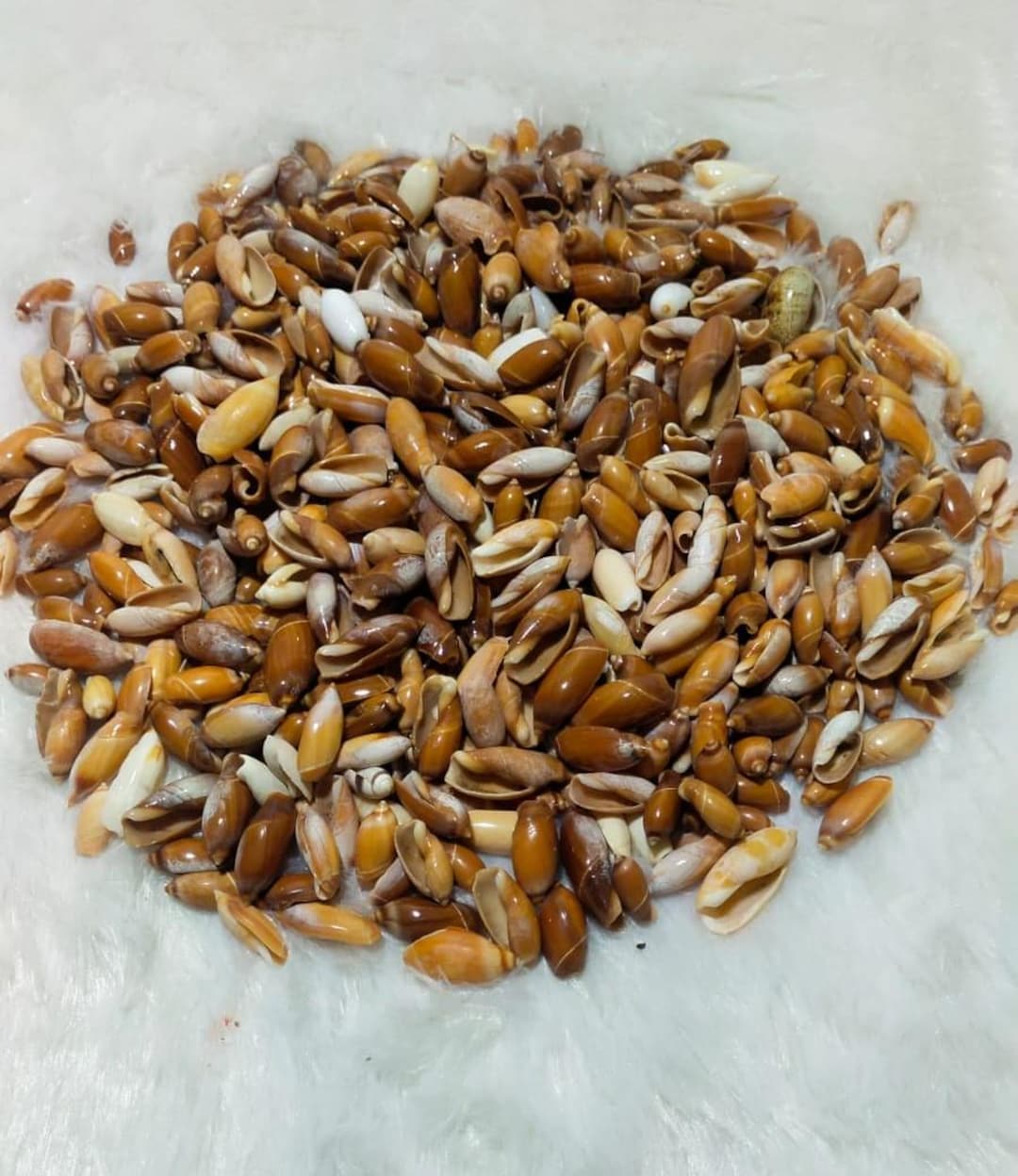 Olive Shells (1 KG - 2.2 LBS) Mixed Sizes - Etsy