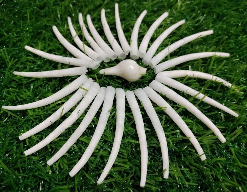 Smooth Dentalium Shells (2-2.2 Inches): Natural Seashell Collection - Etsy