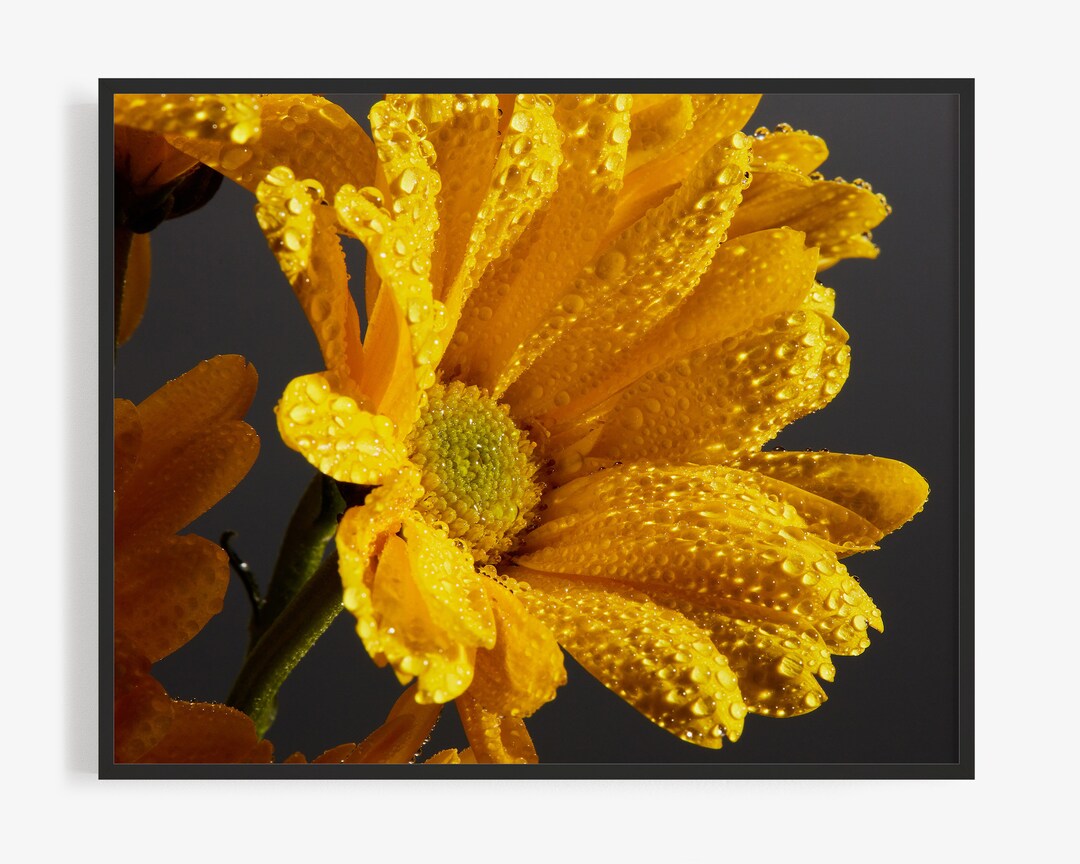 Flower Photography Print of Yellow Daisy, Floral Photography Print ...
