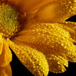 Flower Photography Print of Yellow Daisy, Floral Photography Print ...