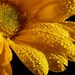 Flower Photography Print of Yellow Daisy, Floral Photography Print ...