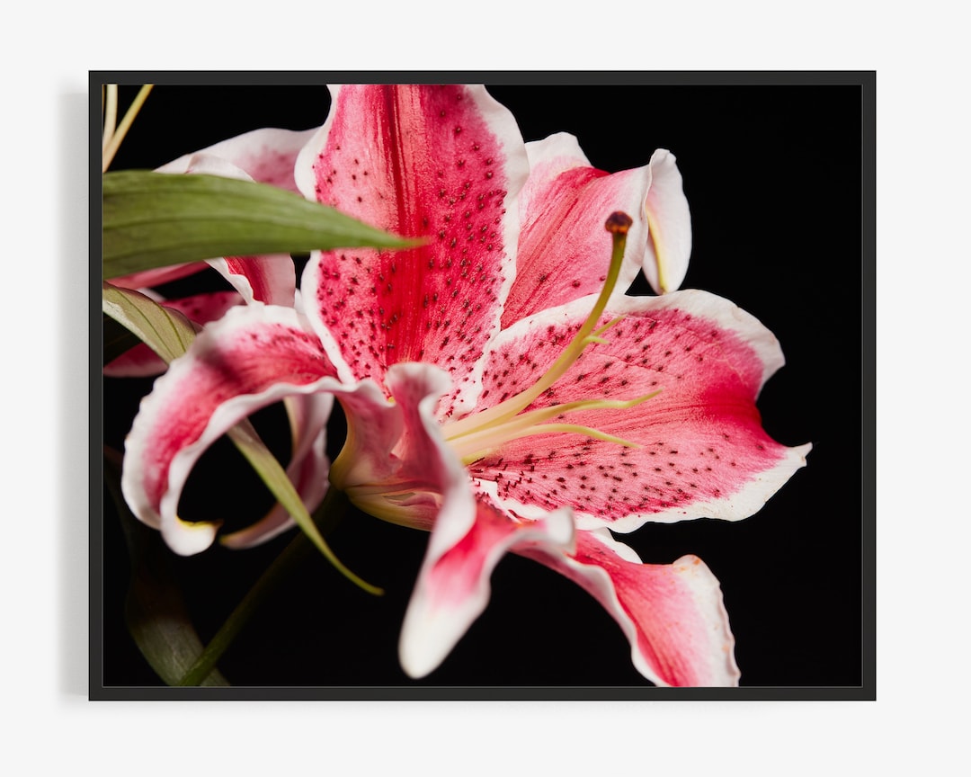 Flower Photography Print of Pink Lily, Floral Photography Print ...