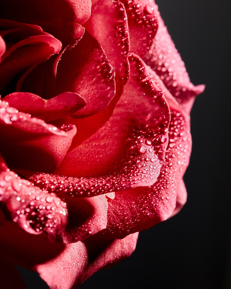 Flower Photography Print of Red Rose, Floral Photography Print ...
