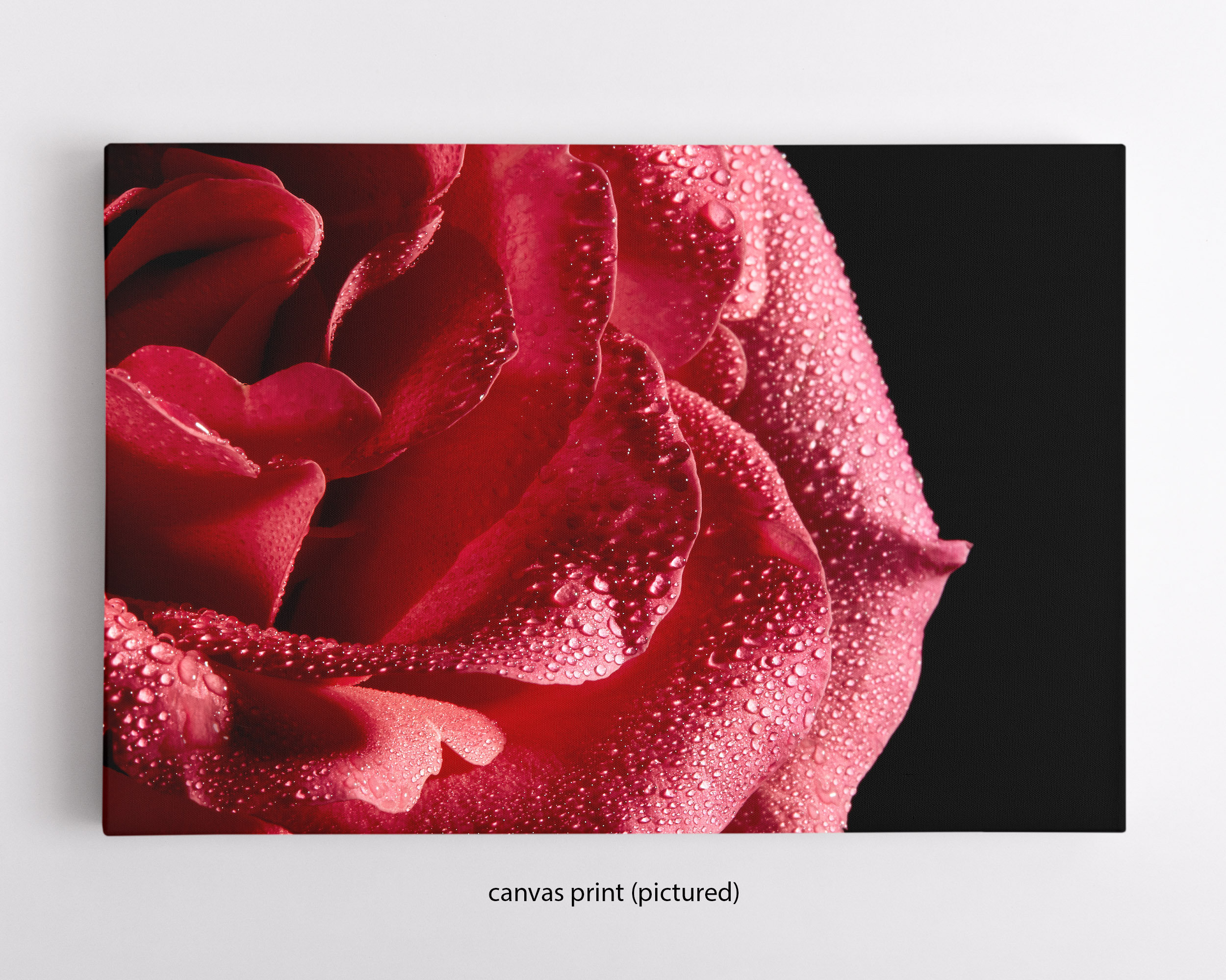 Flower Photography Canvas Print of Red Rose, Floral Photography Canvas ...
