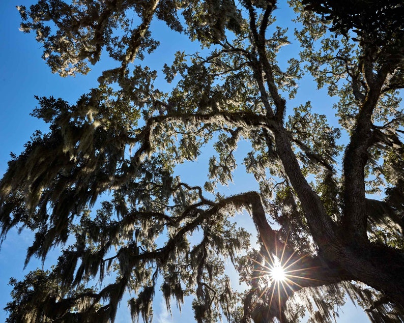 Savannah Photography Print, of Spanish Moss Hanging on Trees, Sun ...