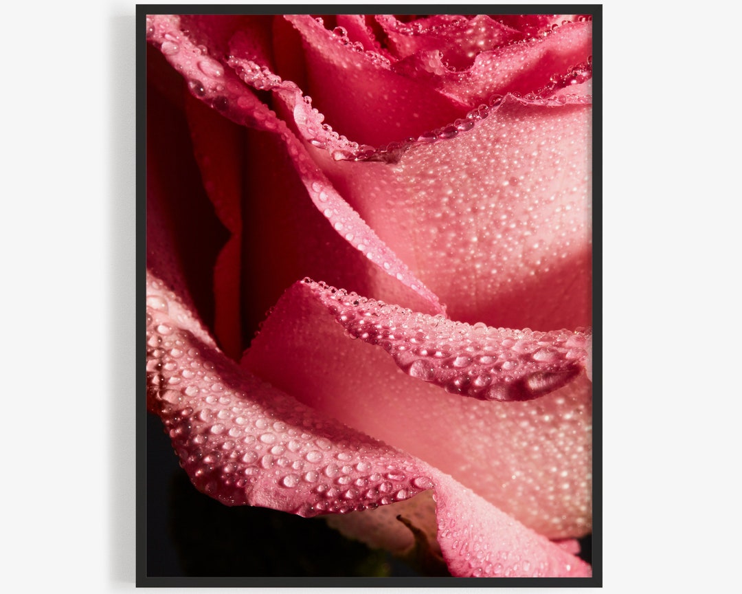 Flower Photography Print of Pink Rose, Floral Photography Print ...