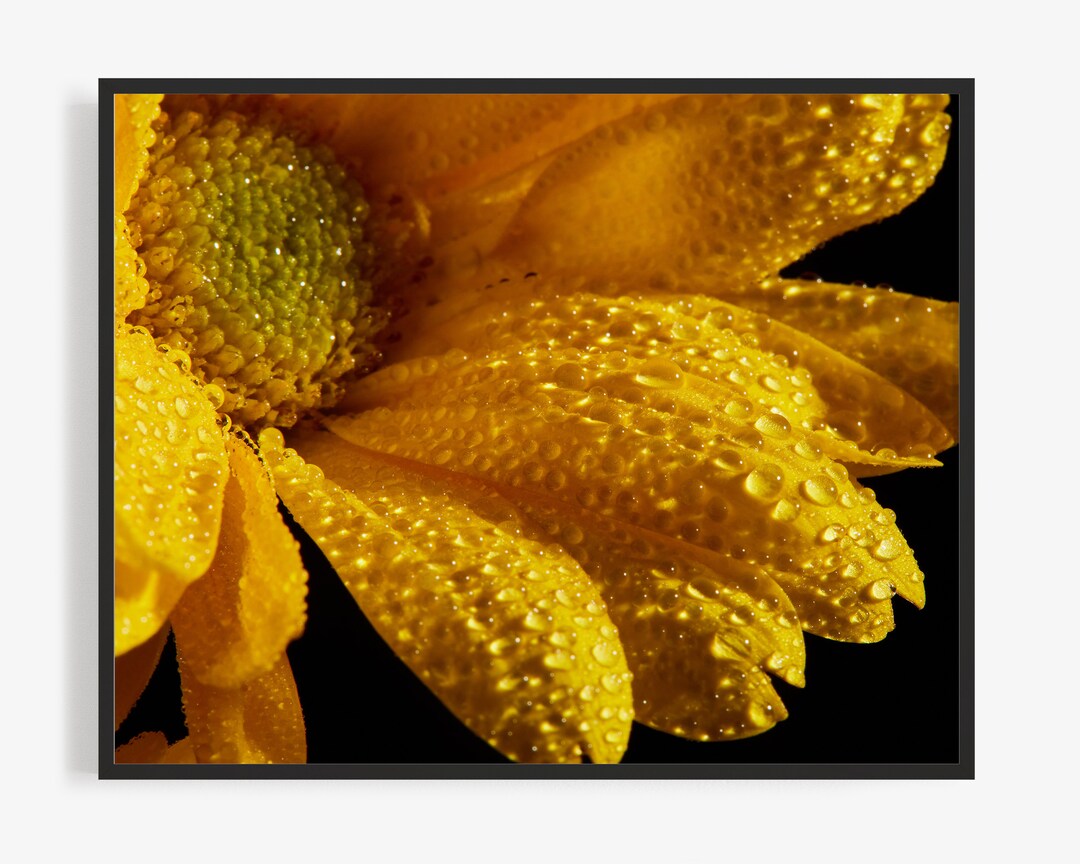 Flower Photography Print of Yellow Daisy, Floral Photography Print ...