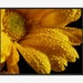 Flower Photography Print of Yellow Daisy Floral Photography - Etsy