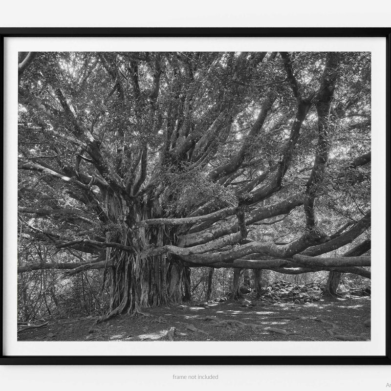 Road Tree Etching - Etsy