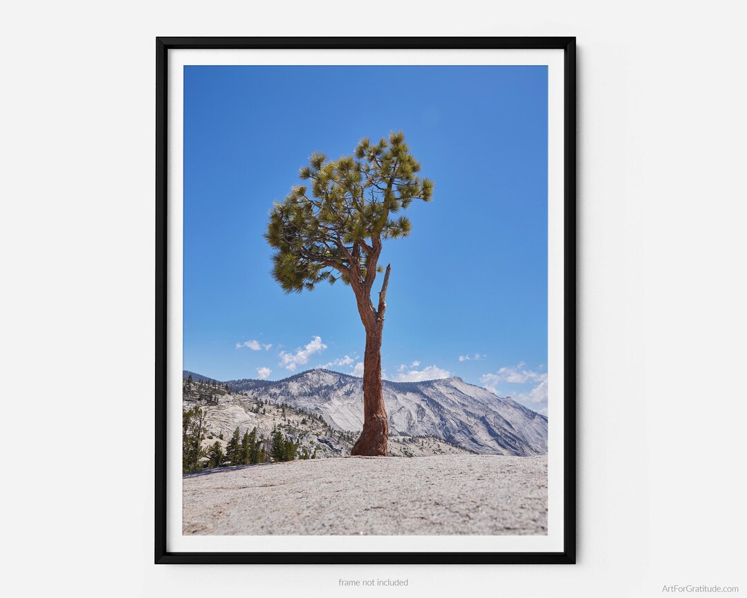 Olmsted Point Juniper Tree, at Yosemite National Park, With Tenaya ...