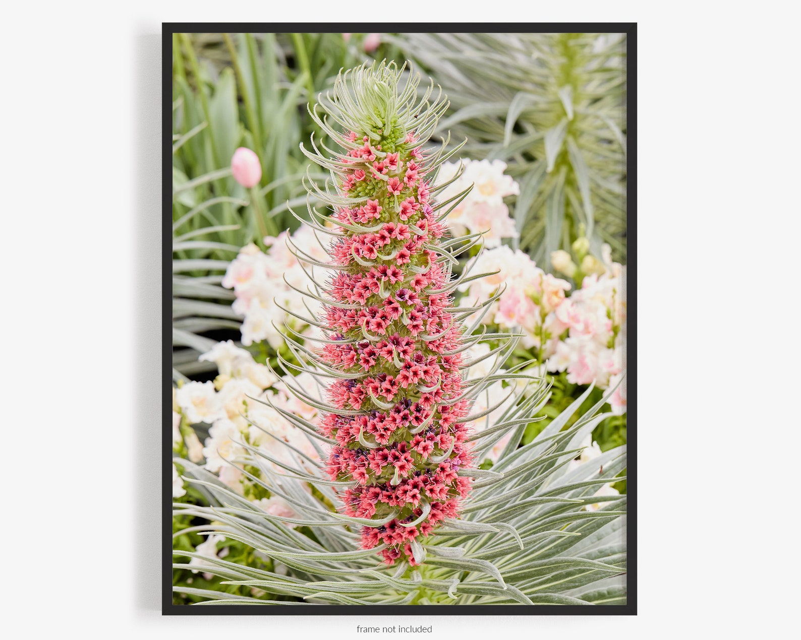 Flower Photography Print of Red Echium Wildpretii Boraginaceae, Tower ...