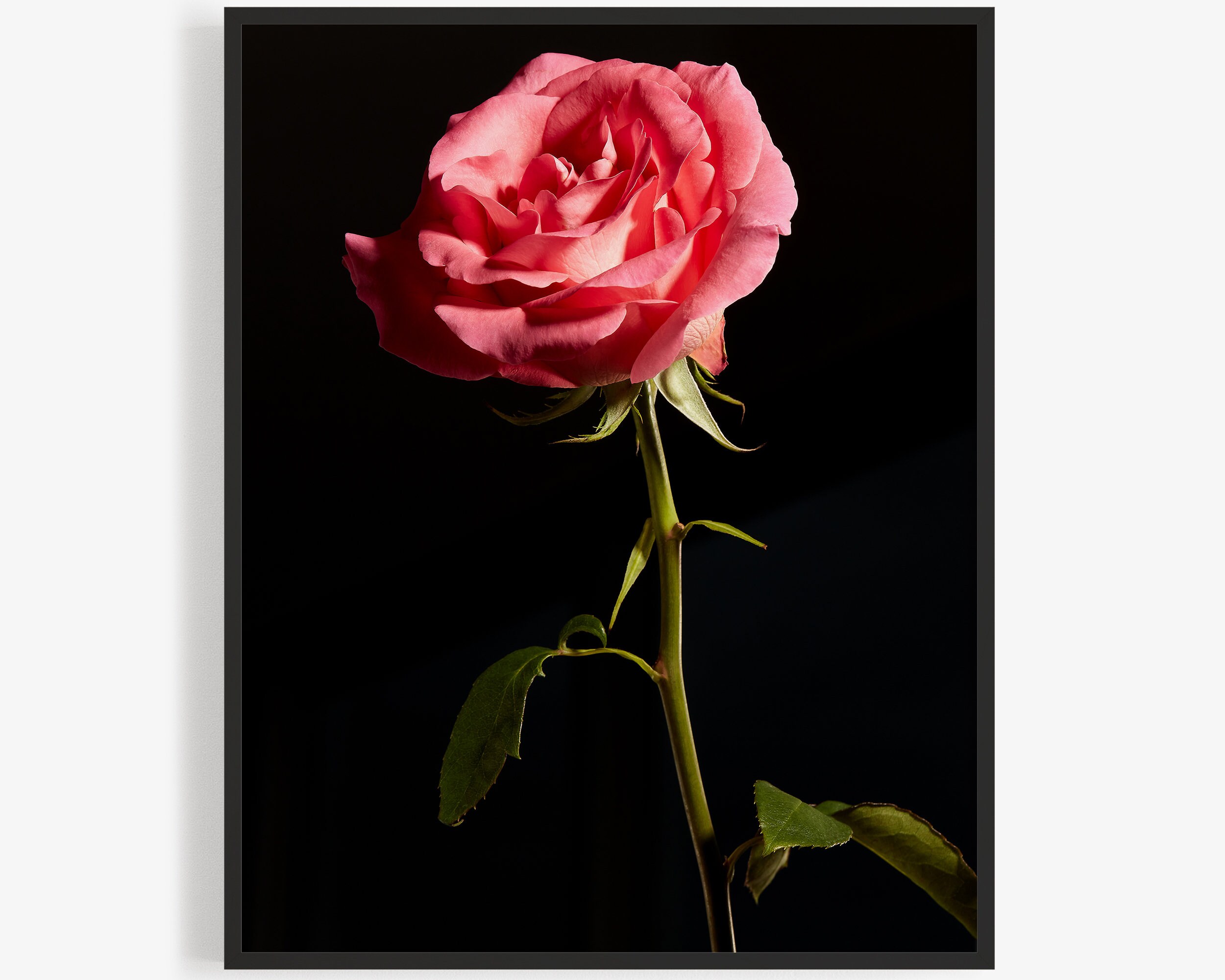 Flower Photography Print of Red Rose, Floral Photography Print ...