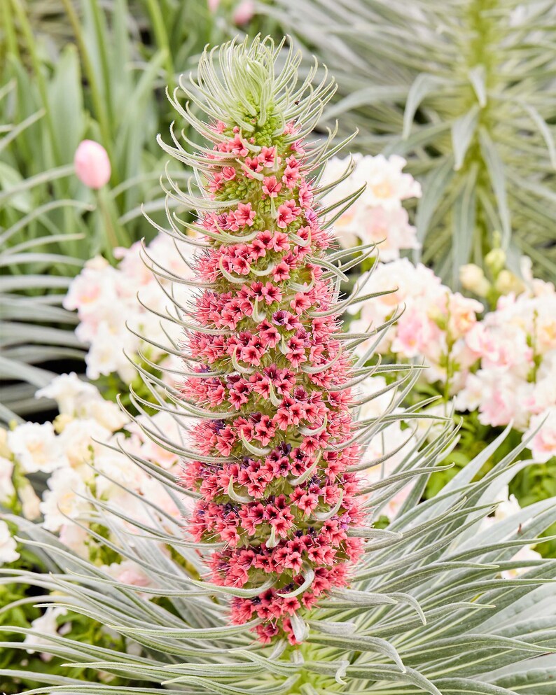 Flower Photography Print of Red Echium Wildpretii Boraginaceae, Tower ...