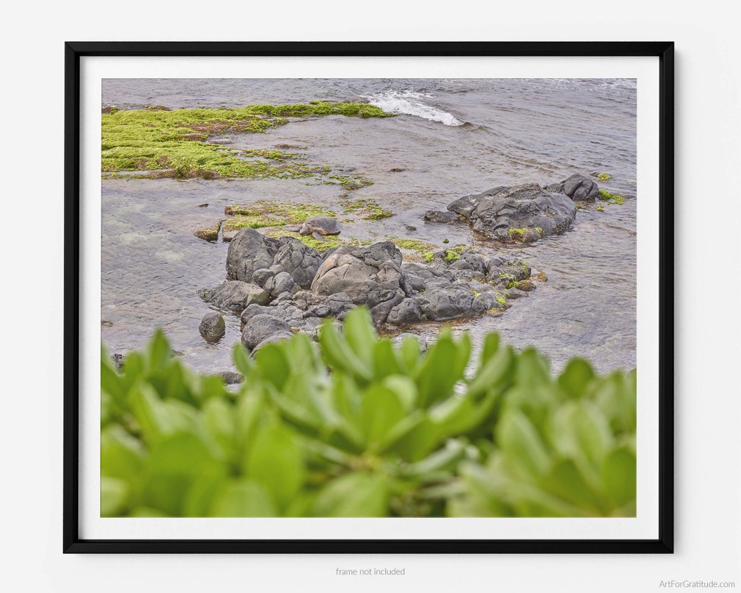 Kuau Cove Sea Turtle, A Maui Hawaii Fine Art Photography Print, Art for ...
