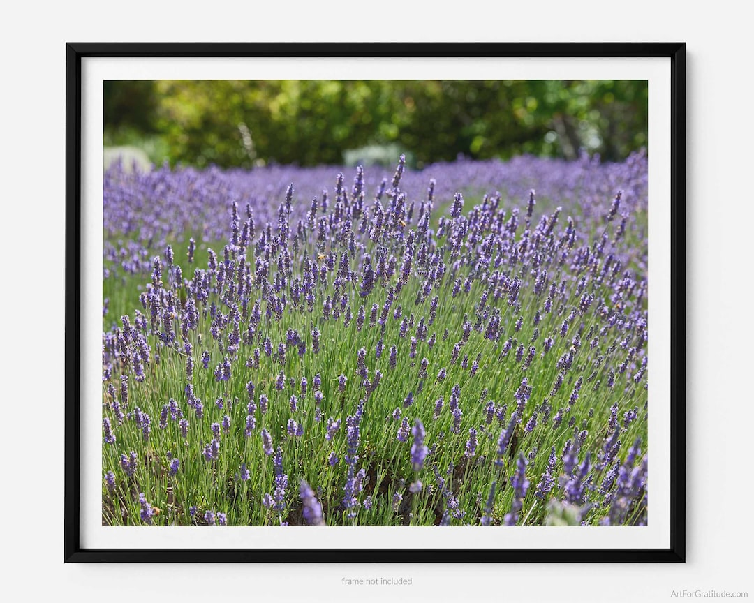 Campo de lavanda con abejas, Valle de Sonoma, California, Impresión ...