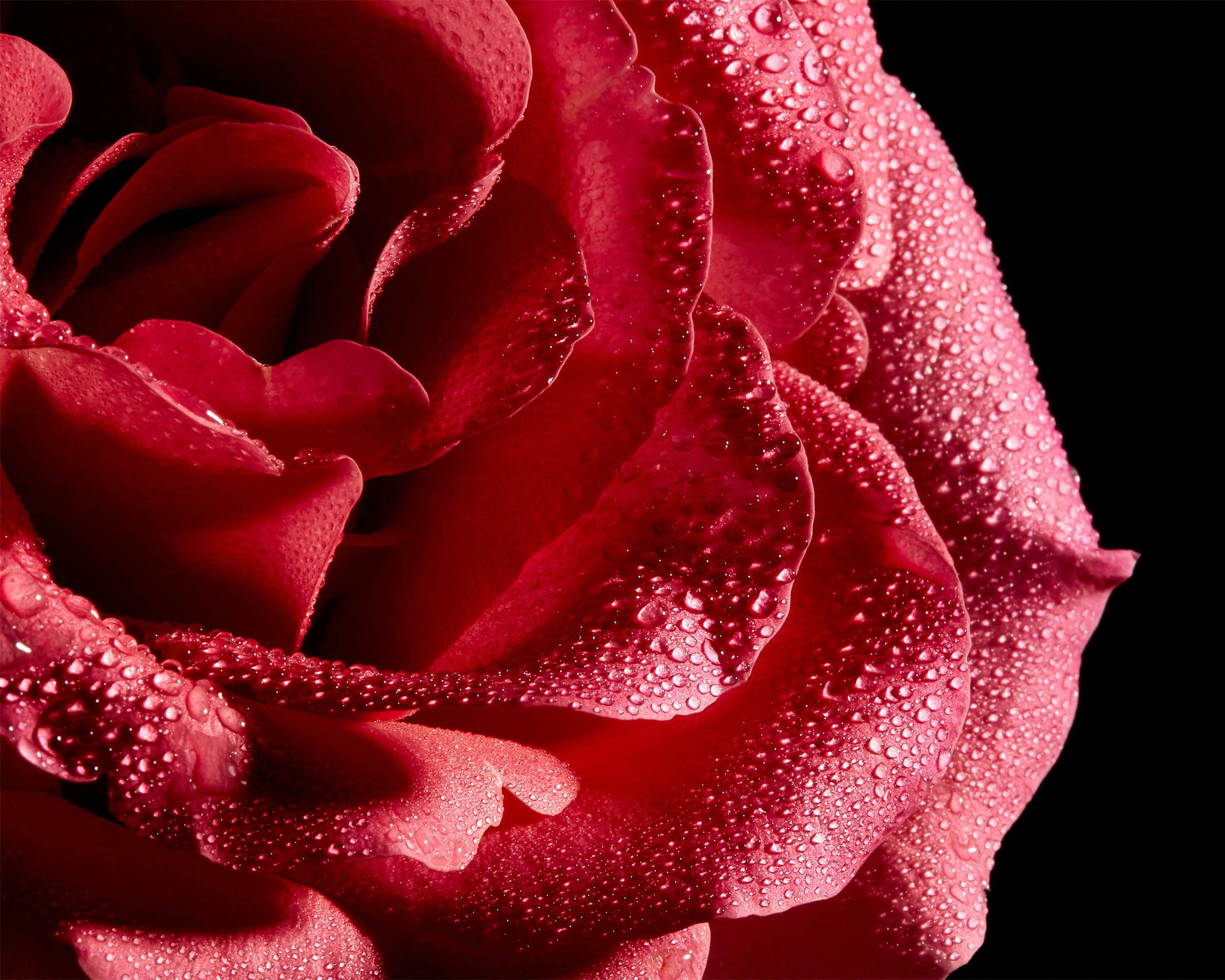 Flower Photography Print of Red Rose Floral Photography - Etsy