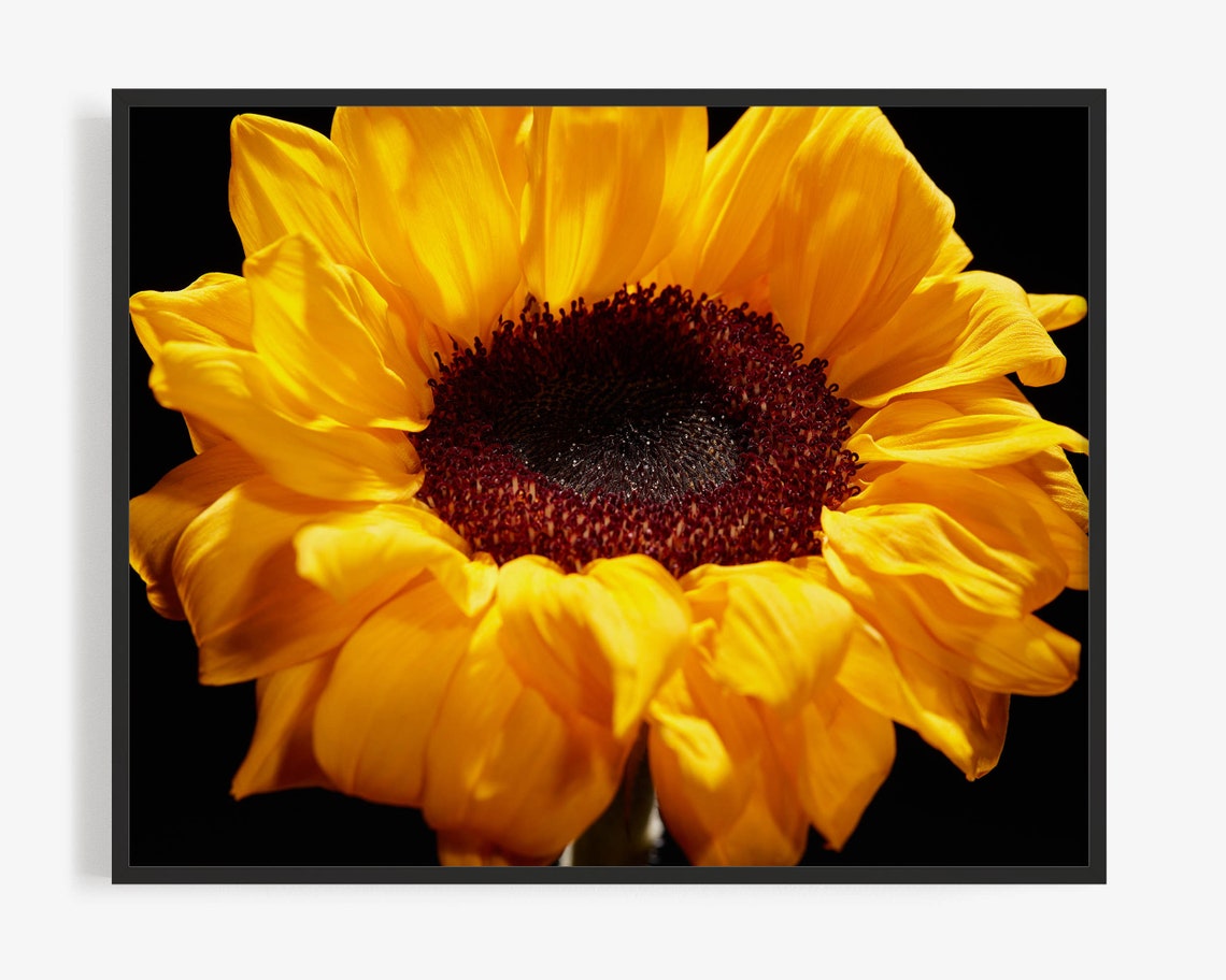 Flower Photography Print of Sunflower, Floral Photography Print ...
