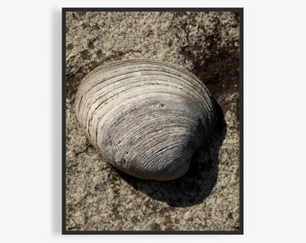 Venus Clam Shell Art | Etsy
