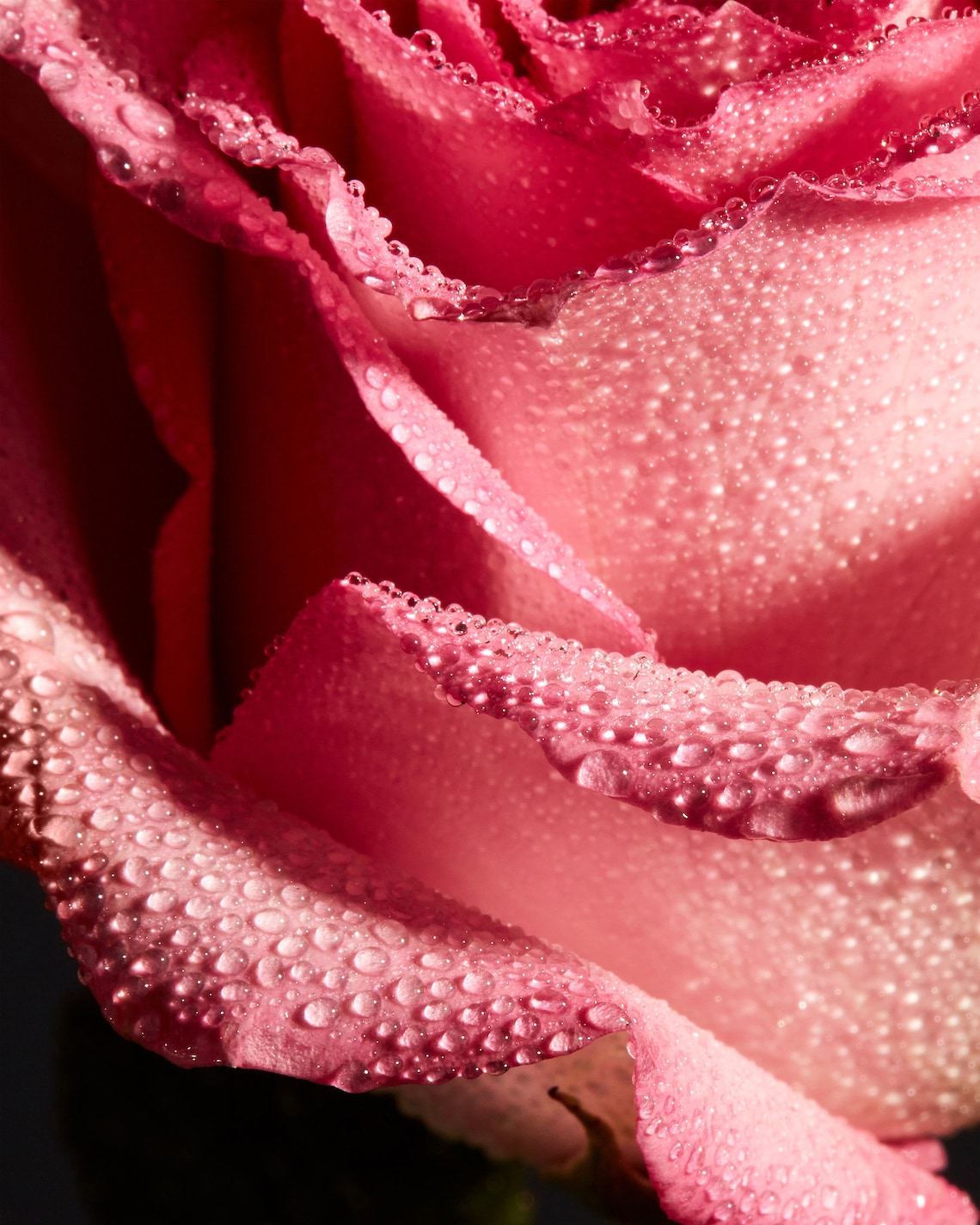 Flower Photography Print of Pink Rose, Floral Photography Print ...