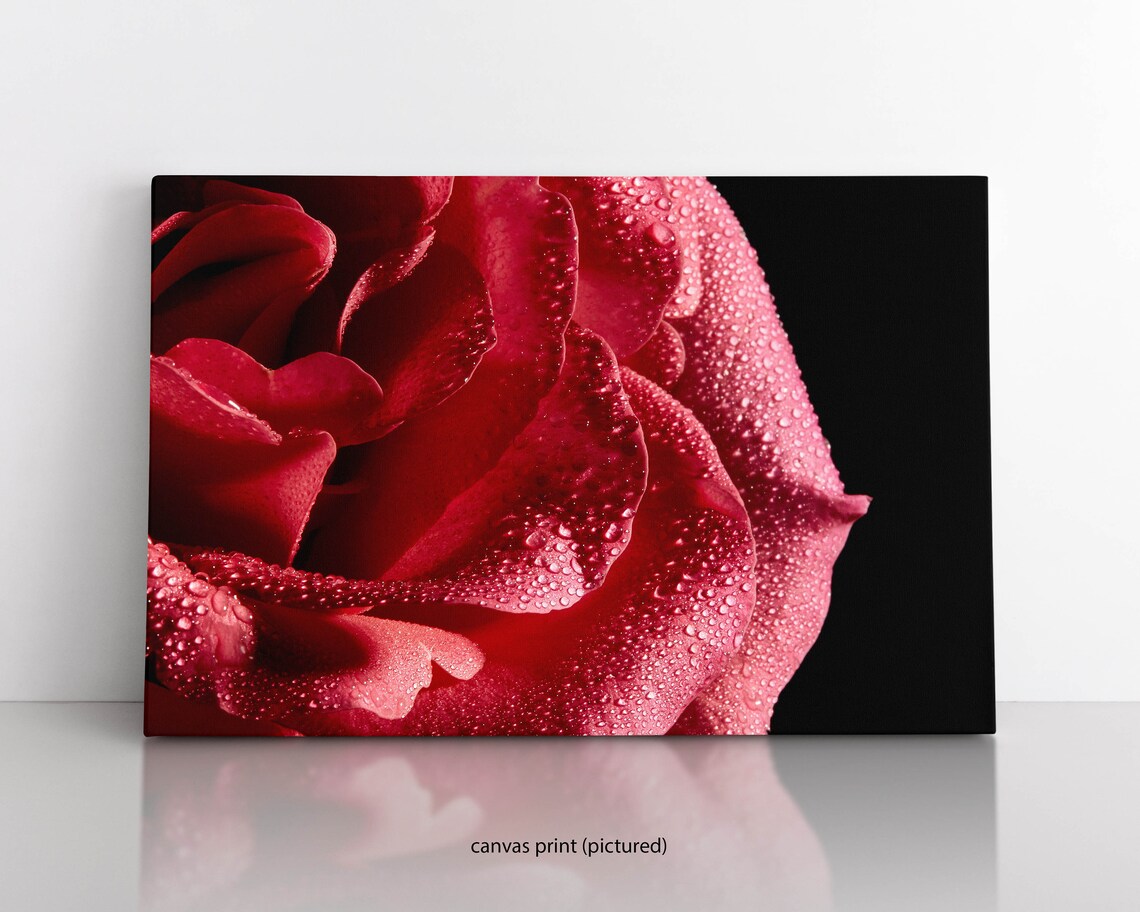 Flower Photography Canvas Print of Red Rose, Floral Photography Canvas ...