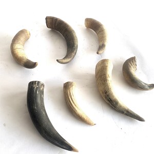 Mixed Lot of Steer Horns ... Cow Horns, Western Decor, Natural Raw Horn ...